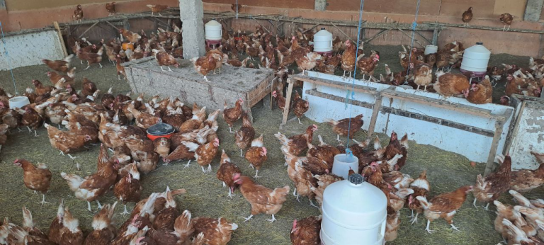 Holeta Polytechnic in Ethiopia Boosts Local Livelihoods Through ...